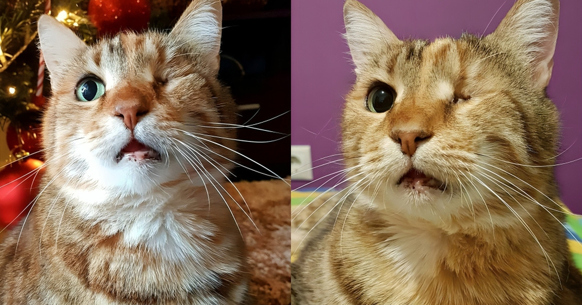 Μαμού, η ετοιμοθάνατη γατούλα που έσωσε τον ιδιοκτήτη της από την ...