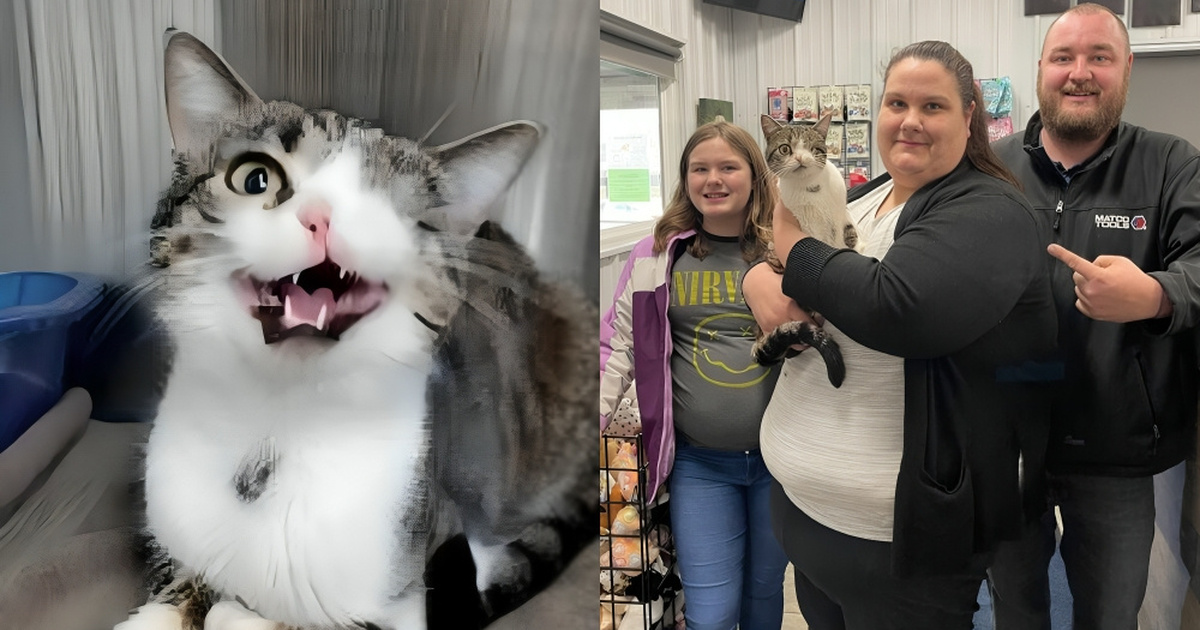 Μια γάτα χωρίς ένα μάτι και χωρίς ρουθούνι γοητεύει τους πάντες στο ...