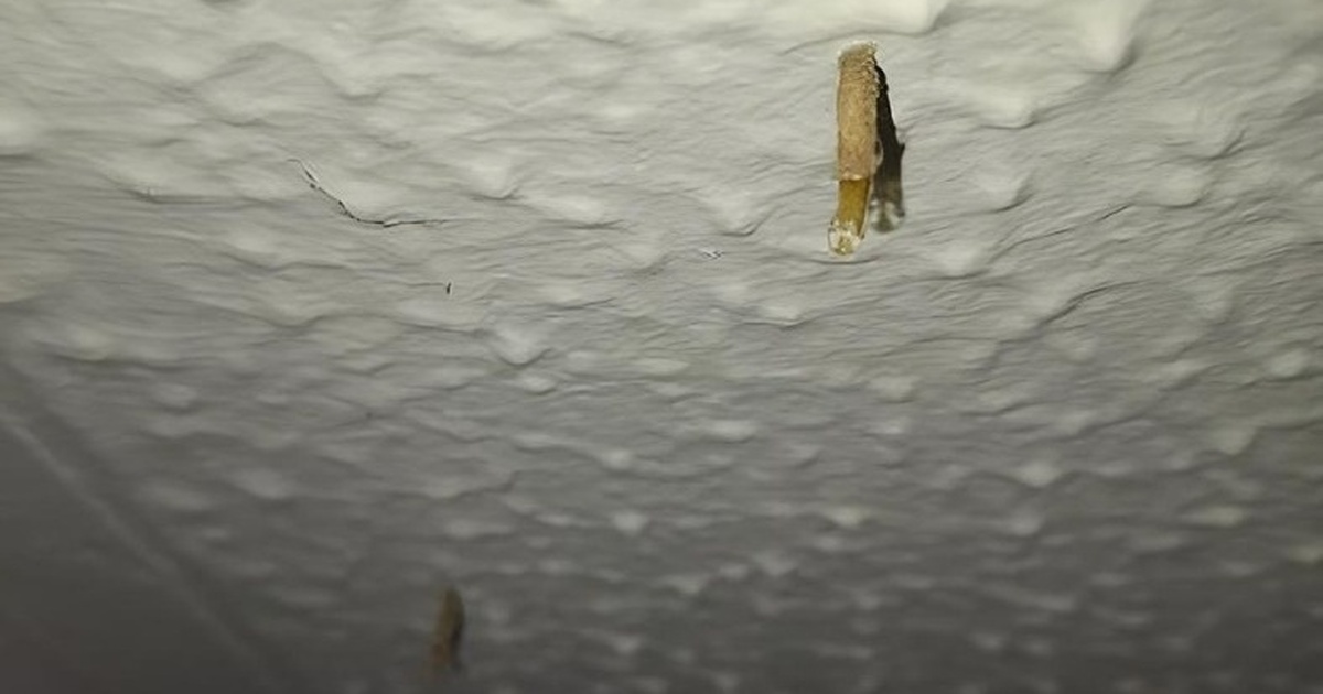 Deal With Unwanted Guests: How to Identify and Rid Your Home of Ceiling ...