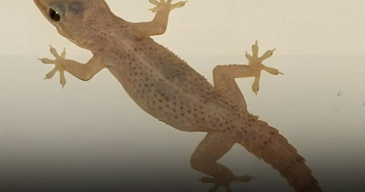 Αυτό το πλάσμα σε προστατεύει αθόρυβα χωρίς να το ξέρεις - Athina360